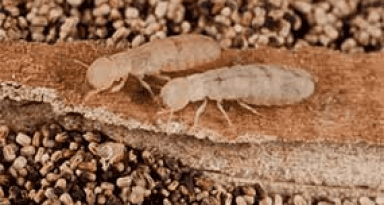 Voted 2025 Best Pest Control in Atlanta, GA | FREE Estimates