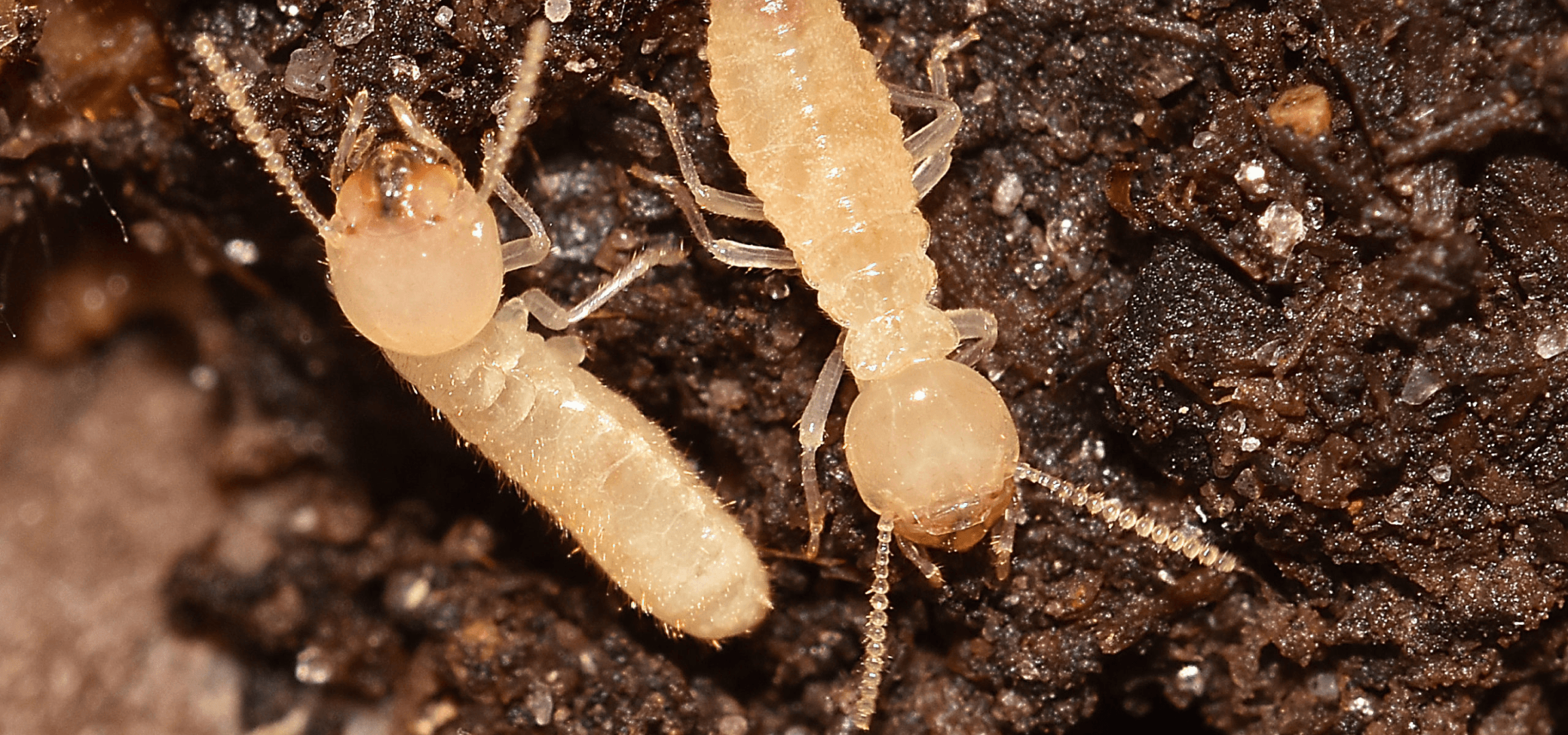 Pest Identification Guide for Atlanta - North Fulton Pest Solutions ...